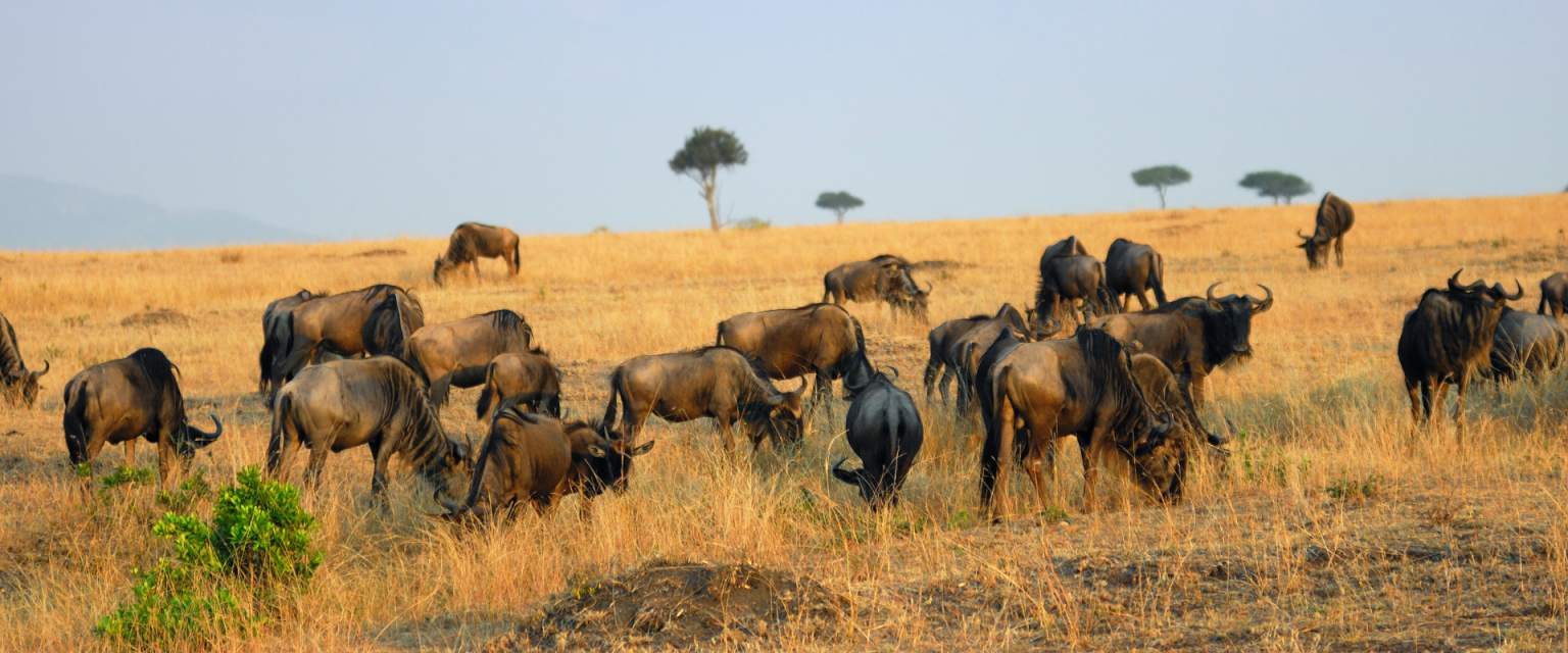 Masai Mara National Reserve - Safaris and Beyond